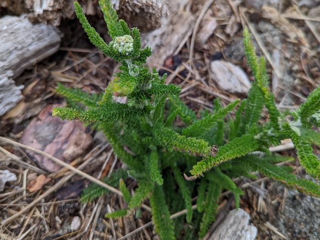 wild edible recipe: yarrow tea – DAiZED AND DISTRACTED